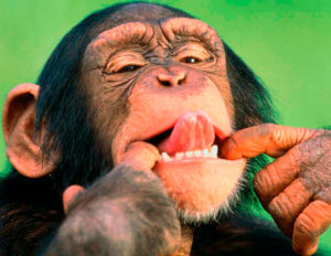 Cómo pelar un chango a nalgadas - CULCO BCS