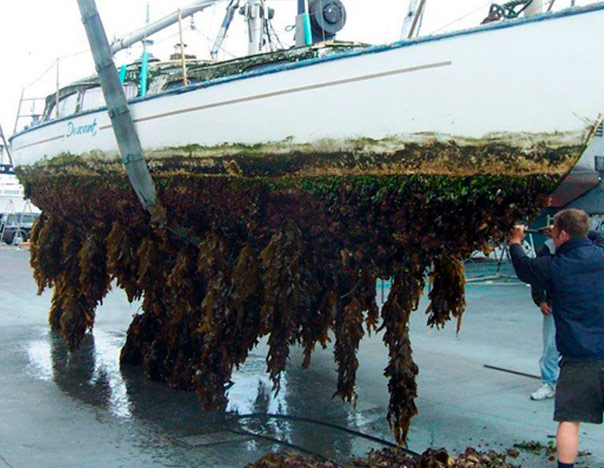 lo-que-se-le-pega-los-barcos - CULCO BCS