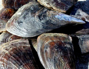 almeja-callo-de-hacha - CULCO BCS