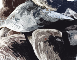 almeja-callo-de-hacha-comic - CULCO BCS