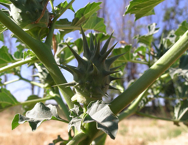 toloache2 - CULCO BCS